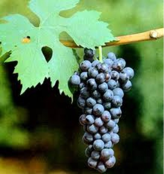 Rondinella - Alchetron, The Free Social Encyclopedia