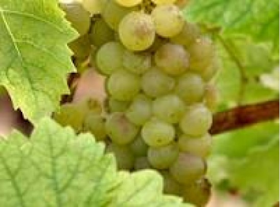 Timeless Wines - Order Wine Online from the United States - California ...